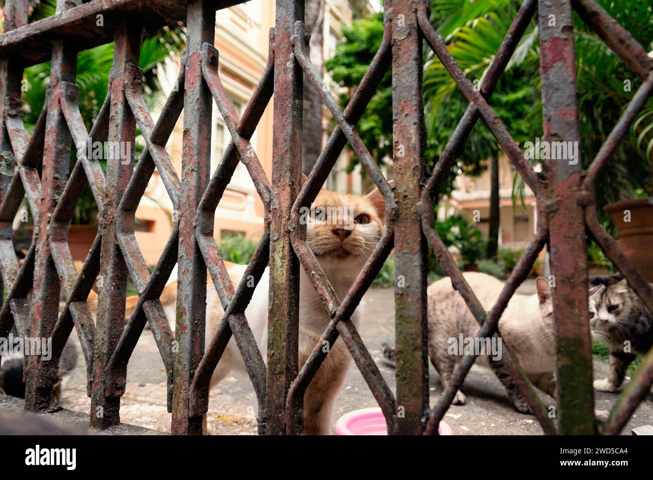 Cats on the street walking. Abandoned animals Stock Photo - Alamy