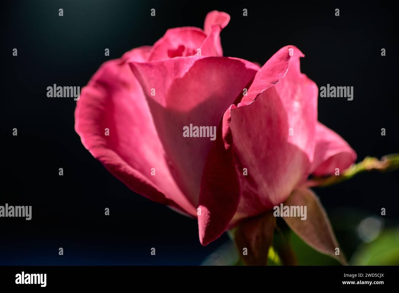 A red rose opening with a black background Stock Photo - Alamy
