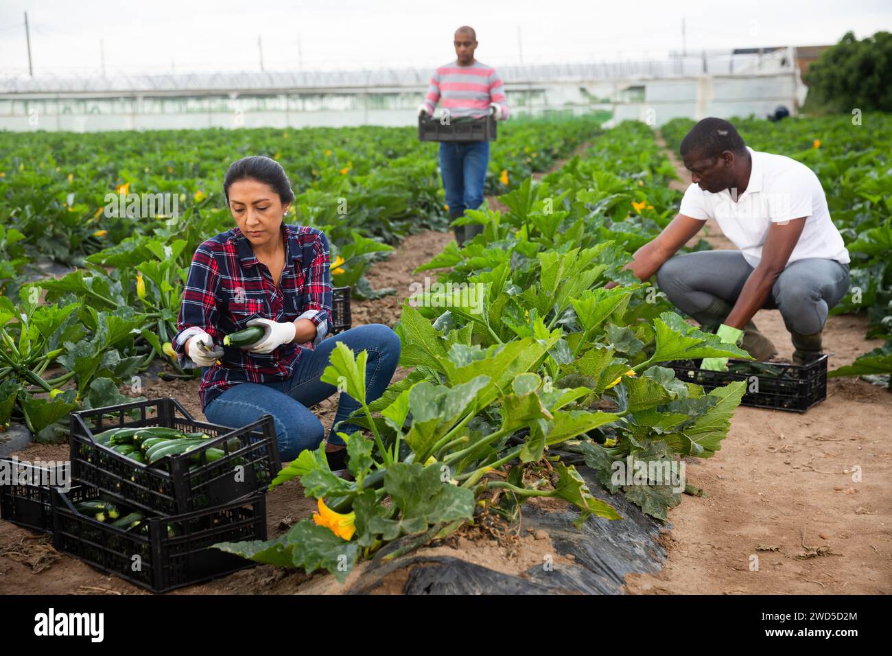 Farmers work on field - harvesting zucchini Stock Photo - Alamy