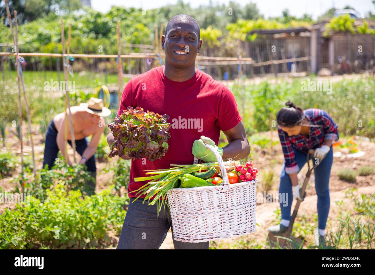 African american man professional gardener posing with harvest Stock ...