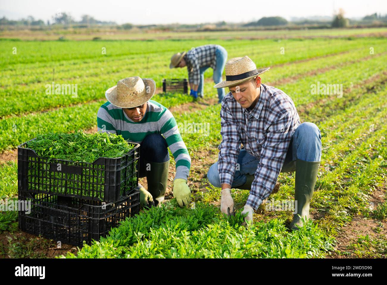 Hired workers harvest arugula on farm plantation Stock Photo - Alamy