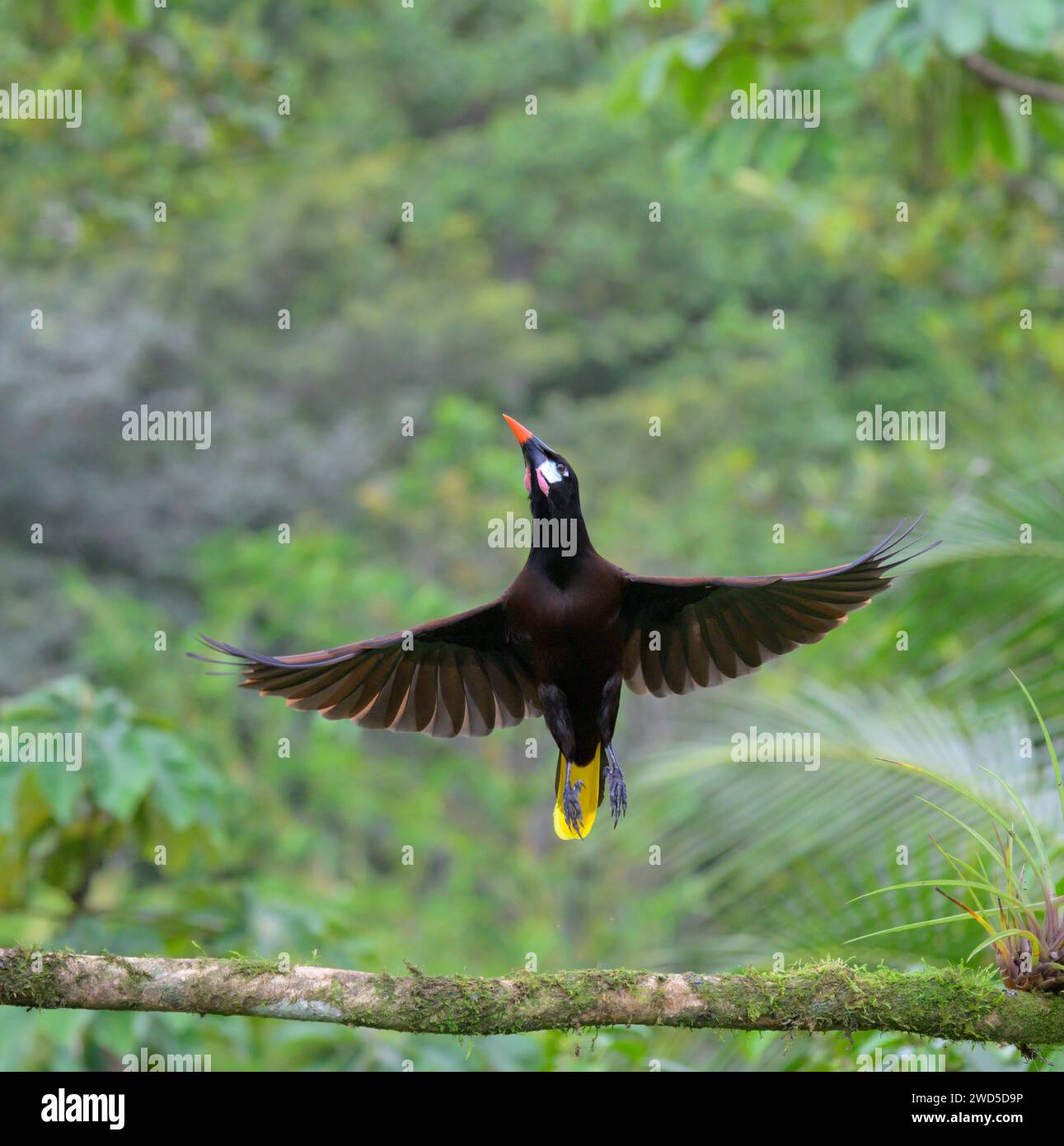 Montezuma oropendola hi-res stock photography and images - Alamy