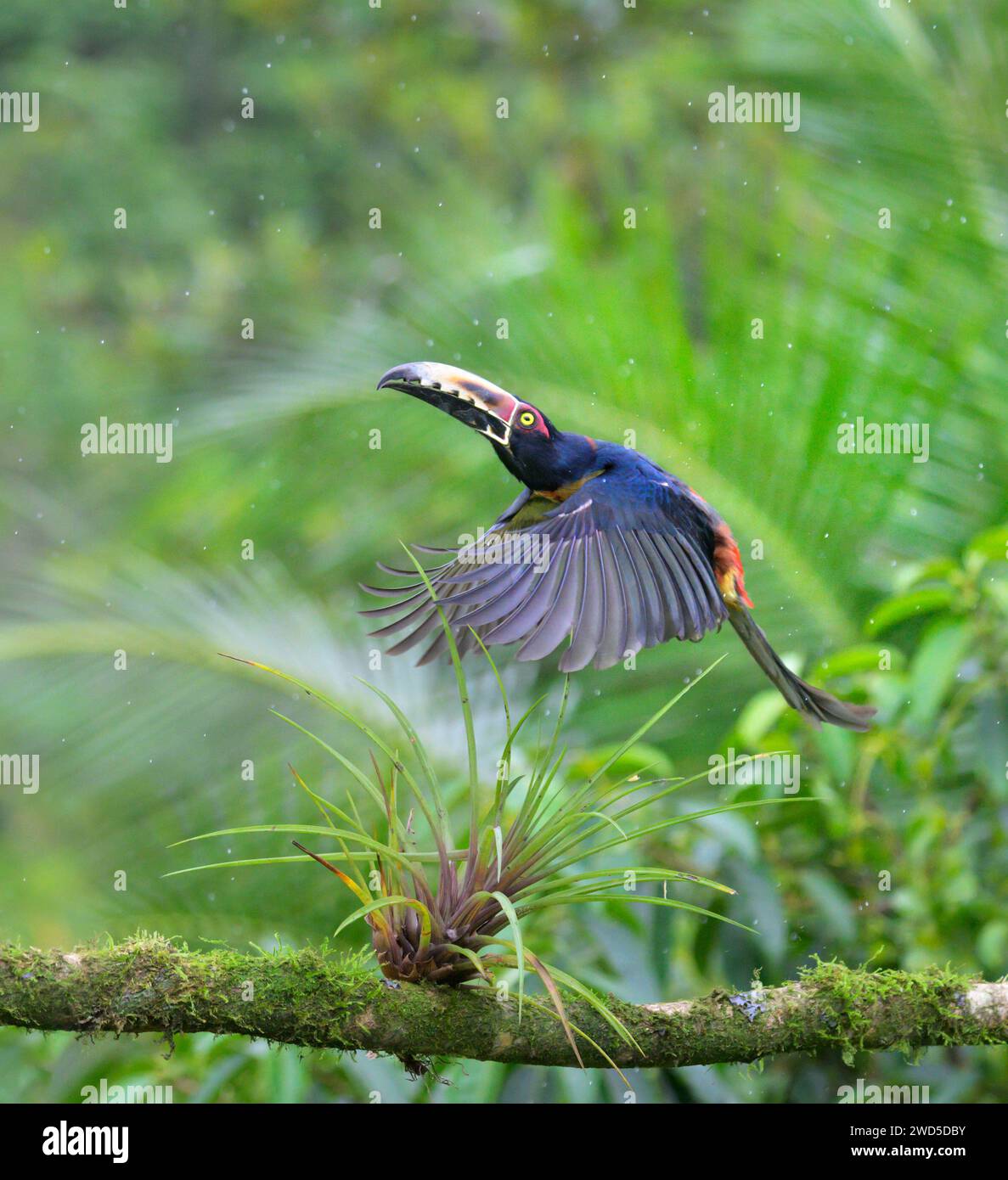 Collared Aracari (Pteroglossus torquatus) flying under rain, Laguna del ...