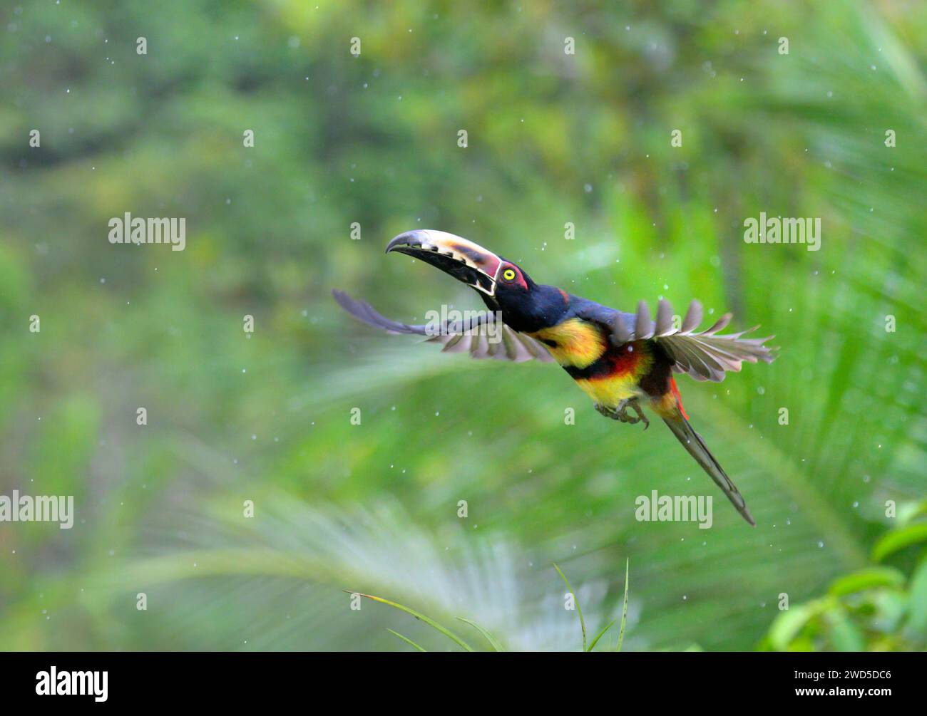 Collared Aracari (Pteroglossus torquatus) flying under rain, Laguna del ...