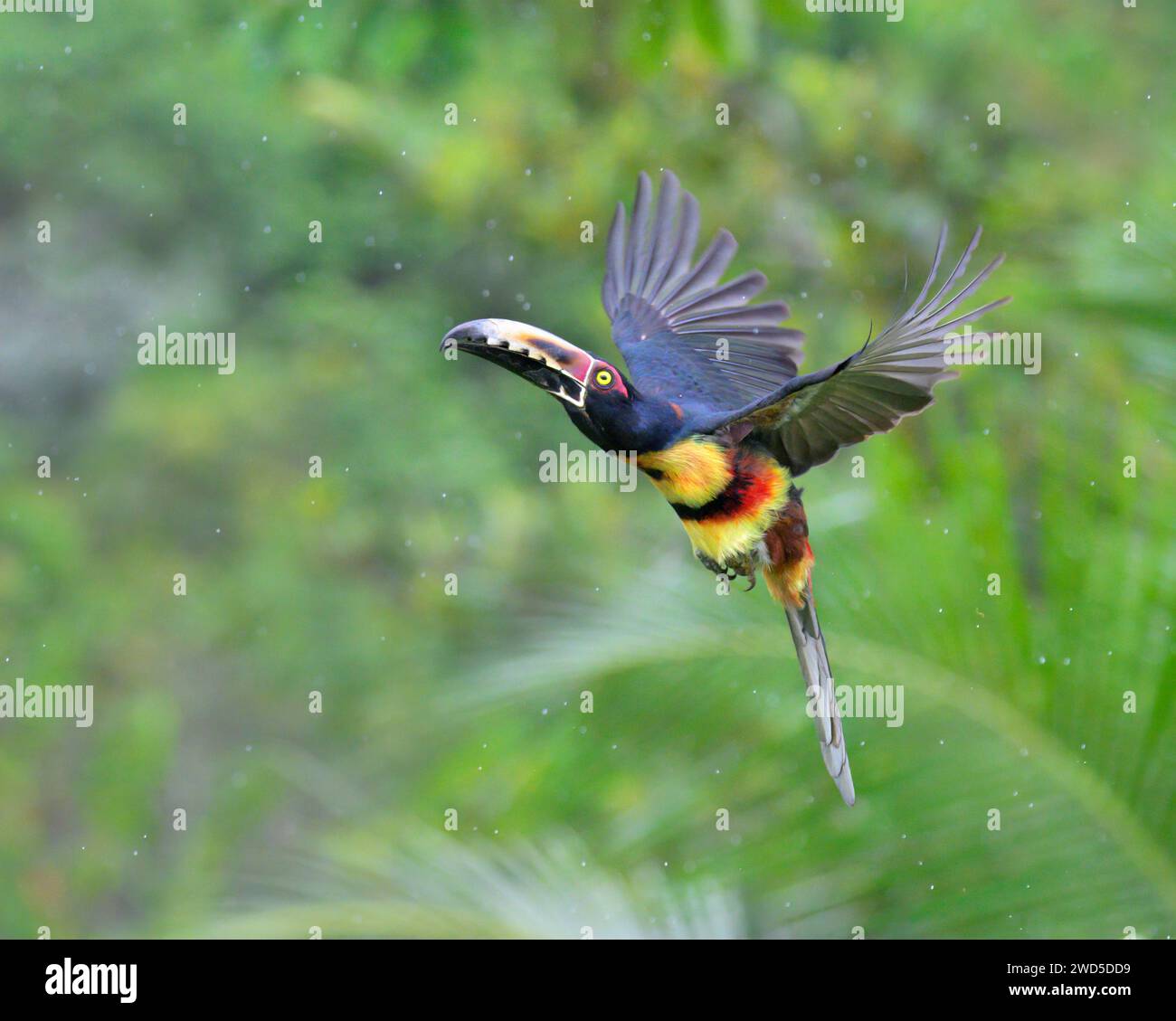 Collared Aracari (Pteroglossus torquatus) flying under rain, Laguna del ...