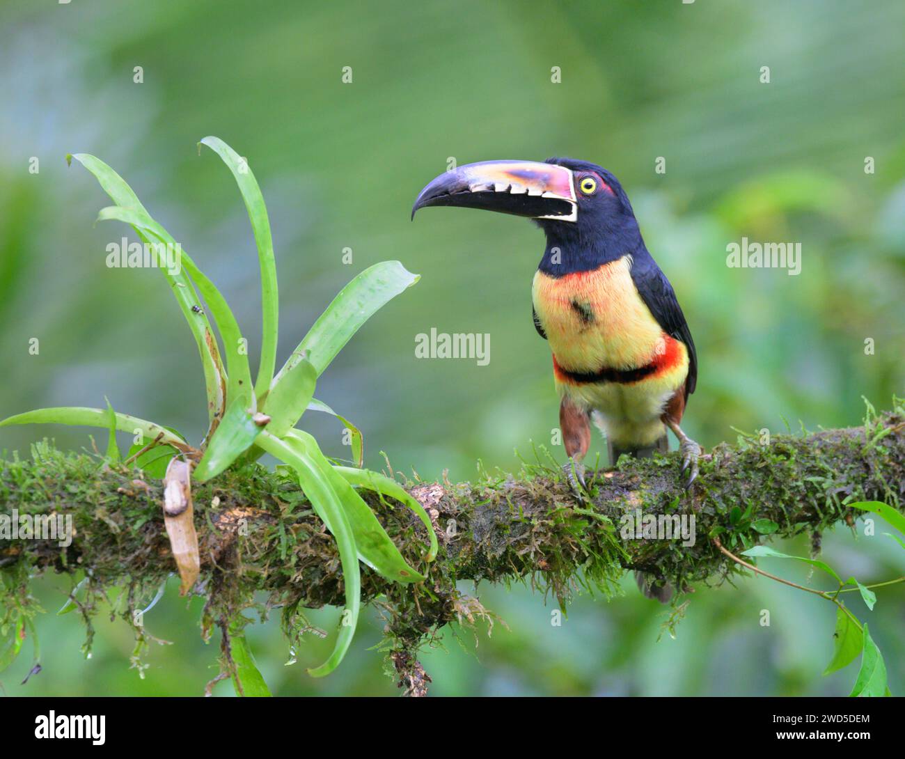 Collared Aracari (Pteroglossus torquatus), Laguna del Lagarto Eco Lodge ...