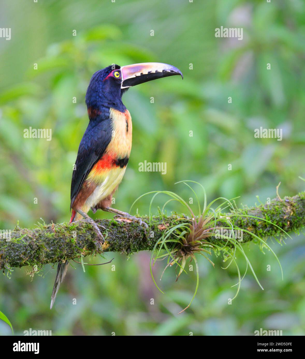 Collared Aracari (Pteroglossus torquatus), Laguna del Lagarto Eco Lodge ...