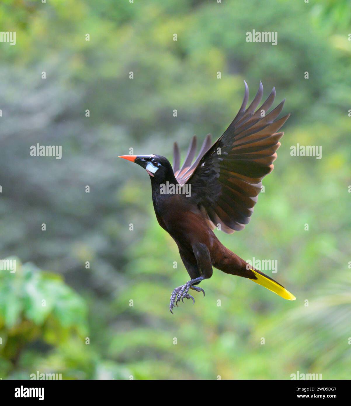 Montezuma oropendola (Psarocolius montezuma) flying, Laguna del Lagarto ...