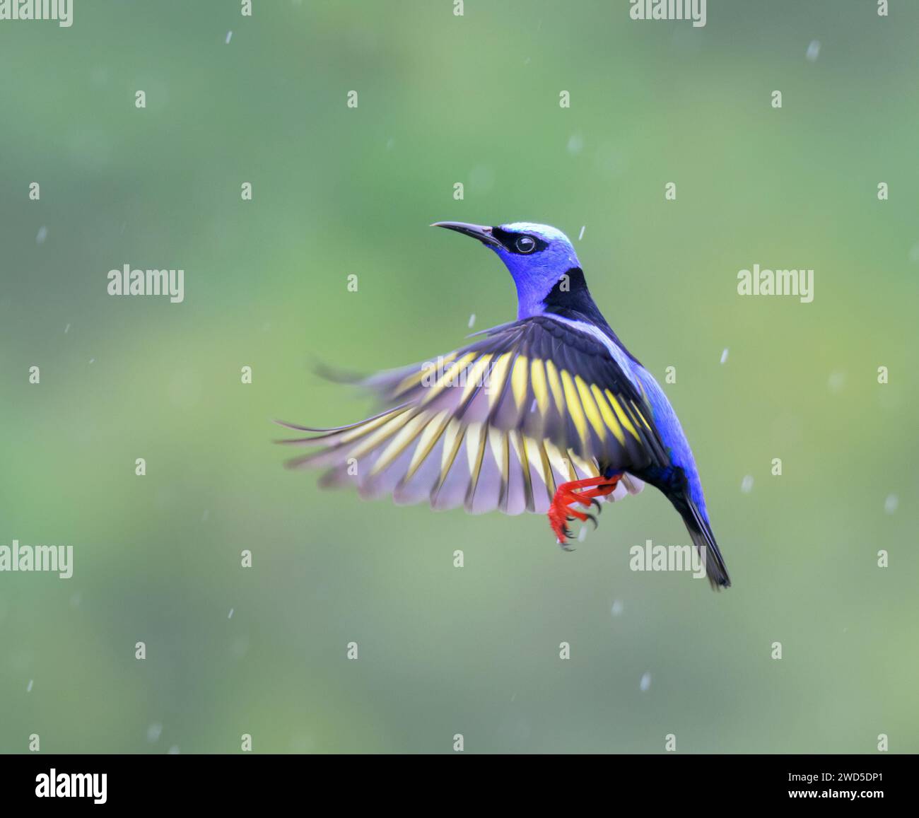 Bird under the rain hi-res stock photography and images - Alamy
