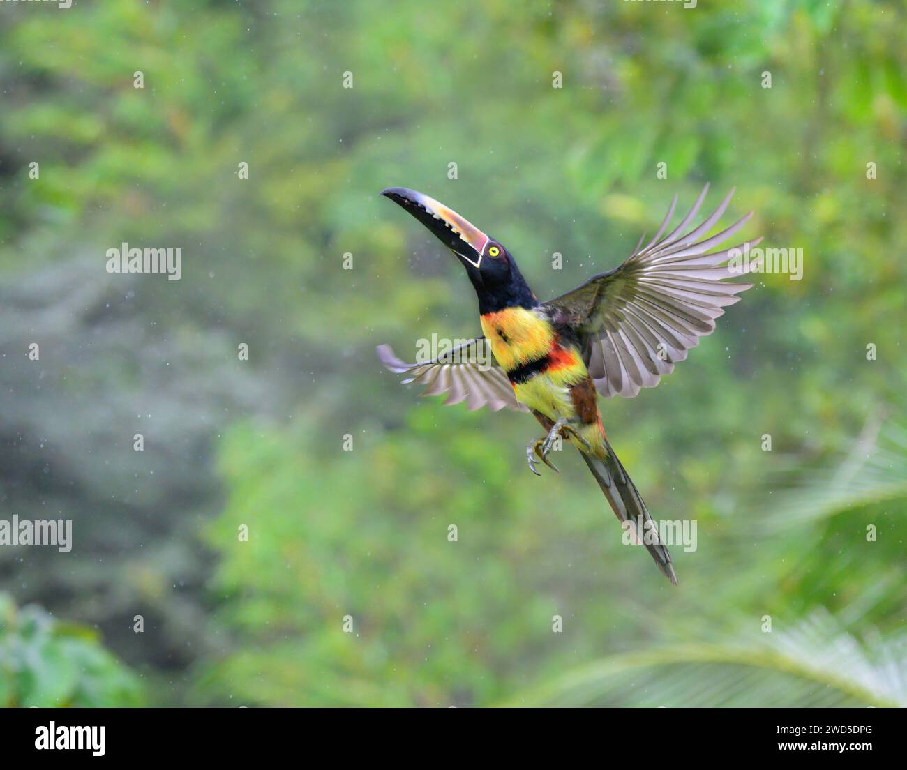 Collared Aracari (Pteroglossus torquatus) flying under rain, Laguna del ...