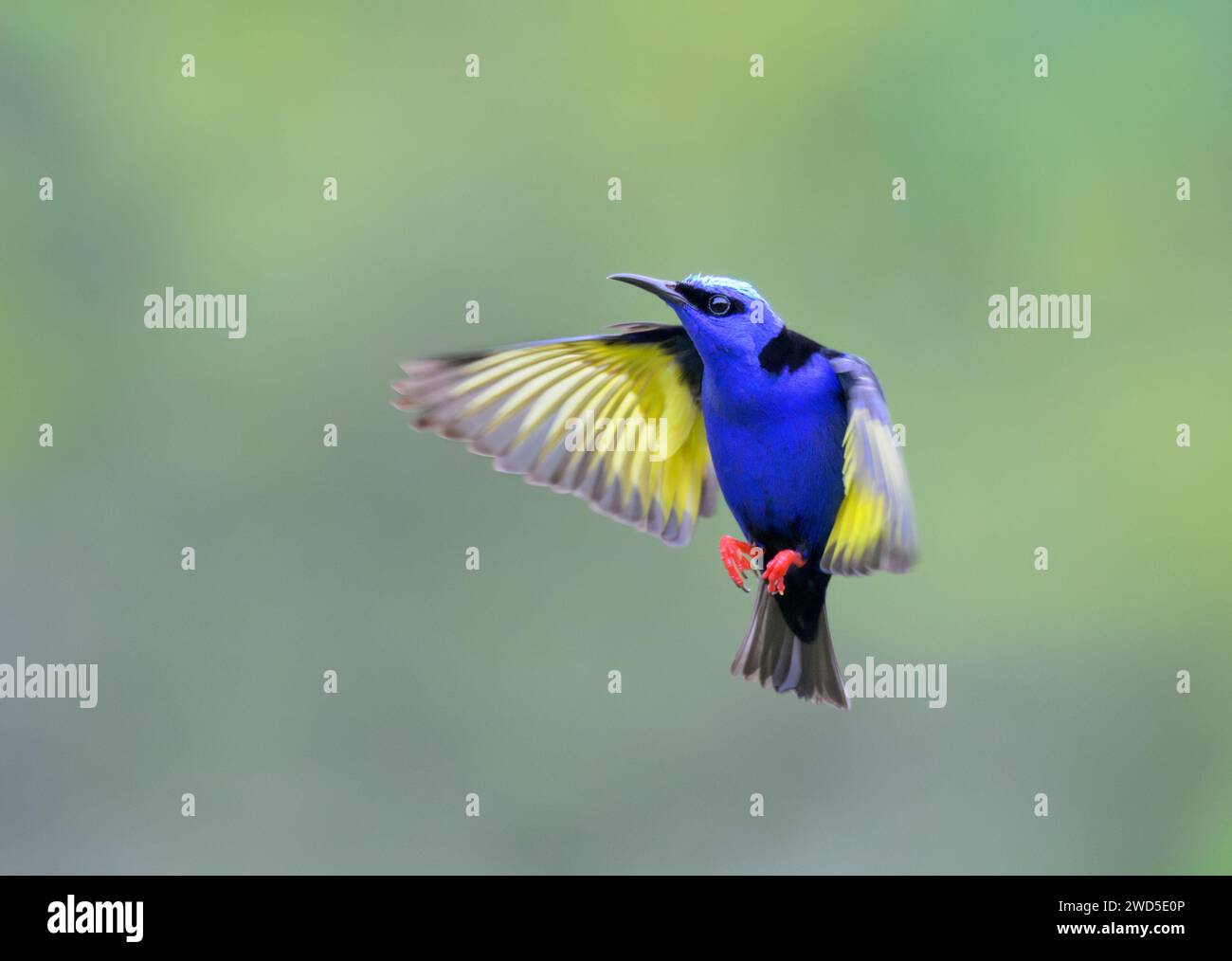 Little costa rican bird hi-res stock photography and images - Alamy