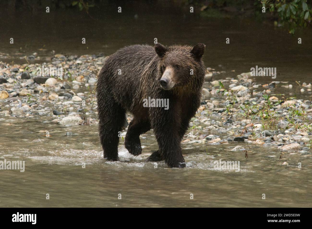 Grizzly Bear at the banks of Orford River near Bute Inlet in the ...