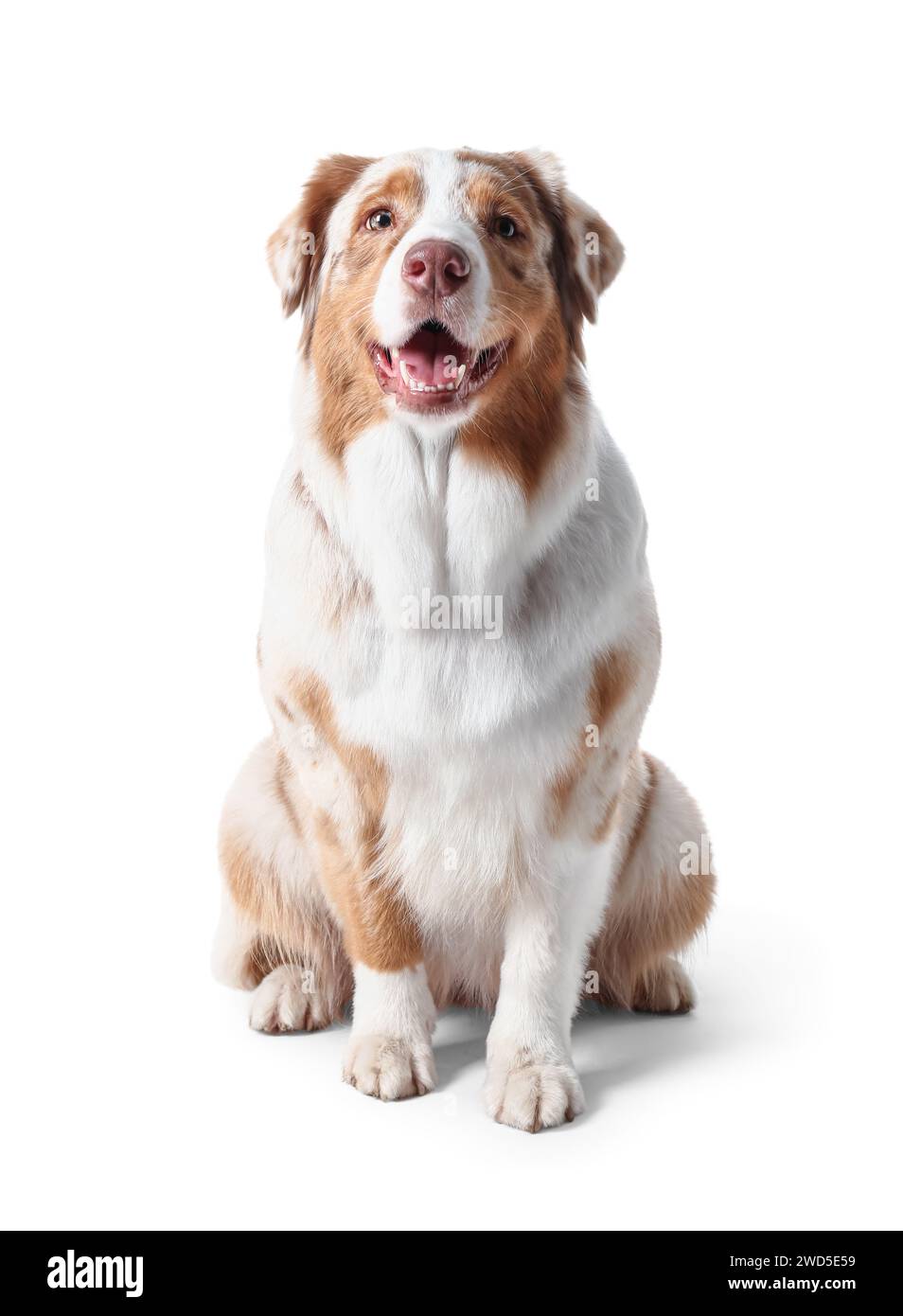 Fluffy australian shepherd dog Cut Out Stock Images & Pictures - Alamy