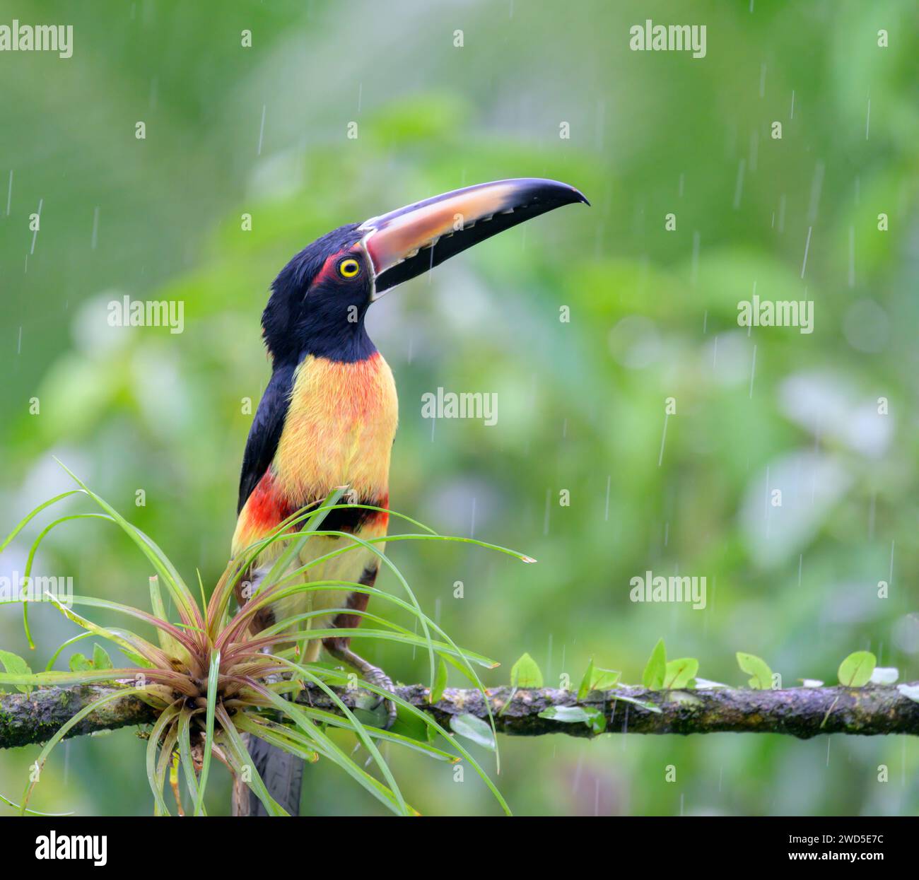 Collared Aracari (Pteroglossus torquatus) under rain, Laguna del ...