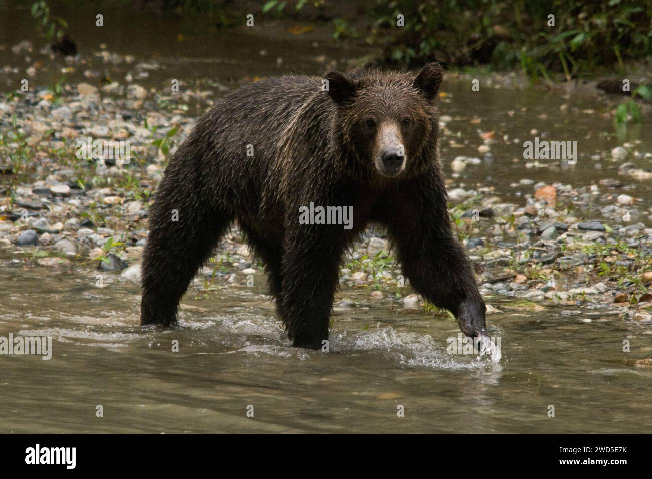 Grizzly Bear at the banks of Orford River near Bute Inlet in the ...