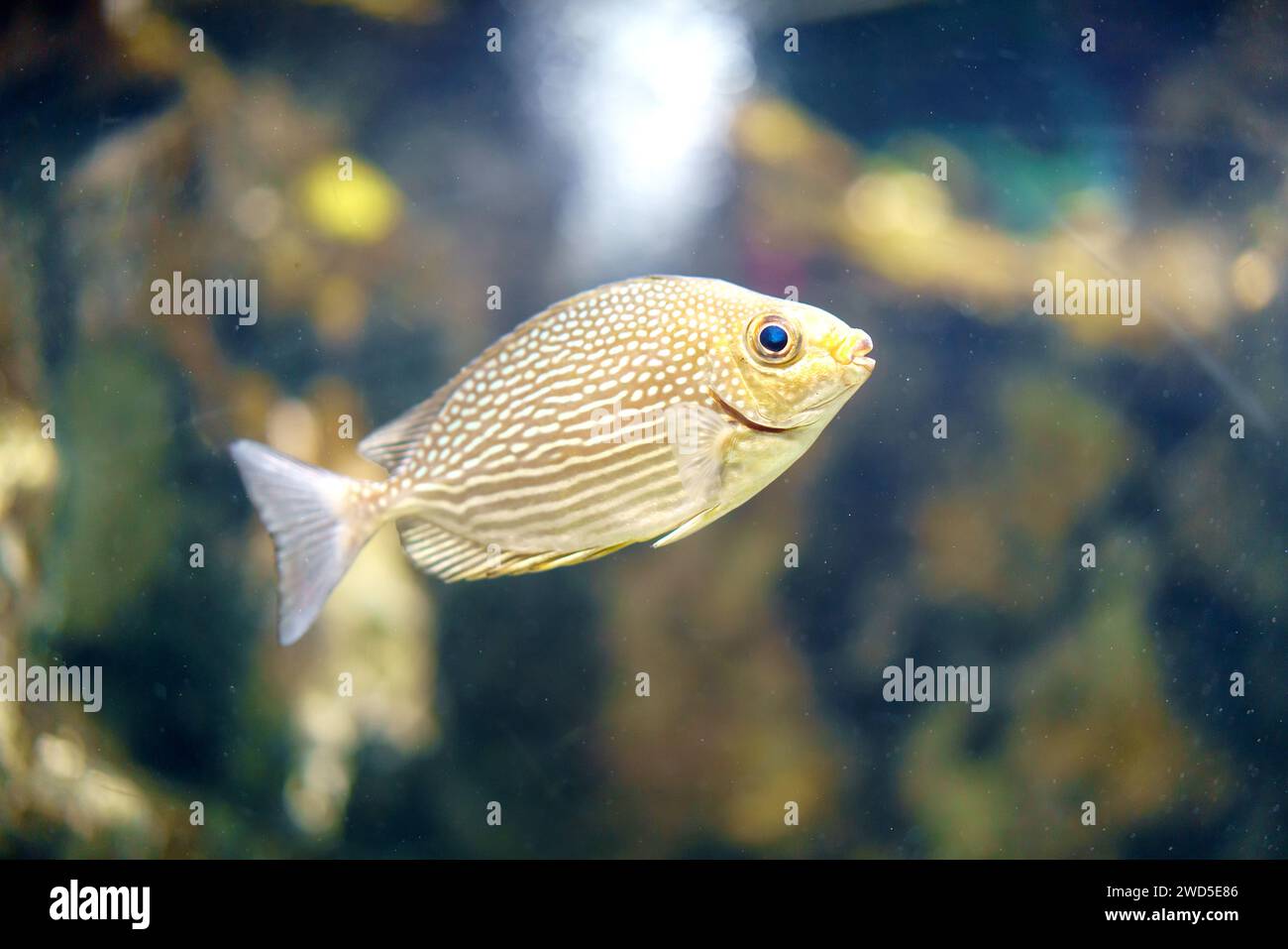 Painted Sweetlips gracefully gliding through the sea underwater ...