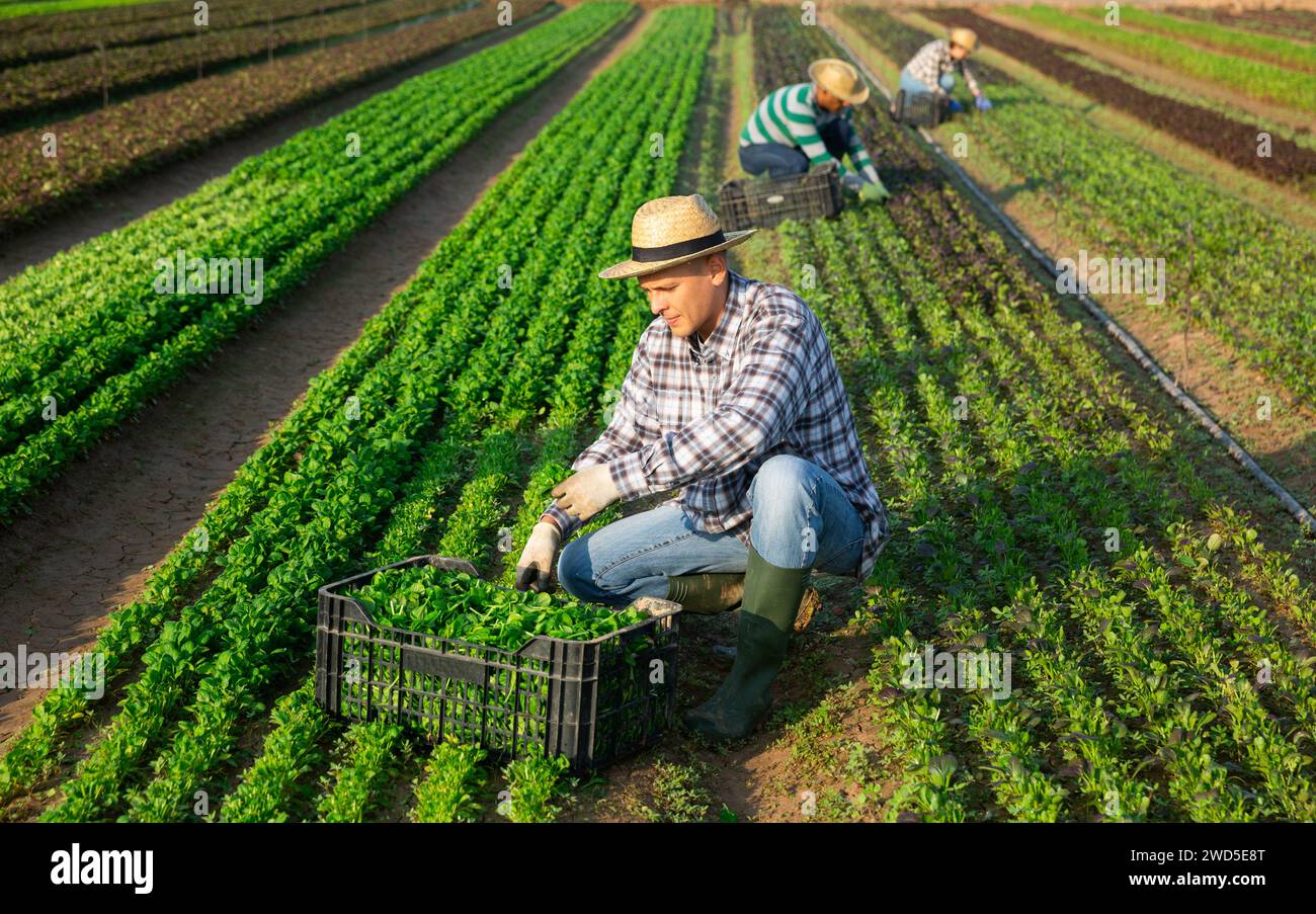 Male farmer harvesting corn salad on farm Stock Photo - Alamy