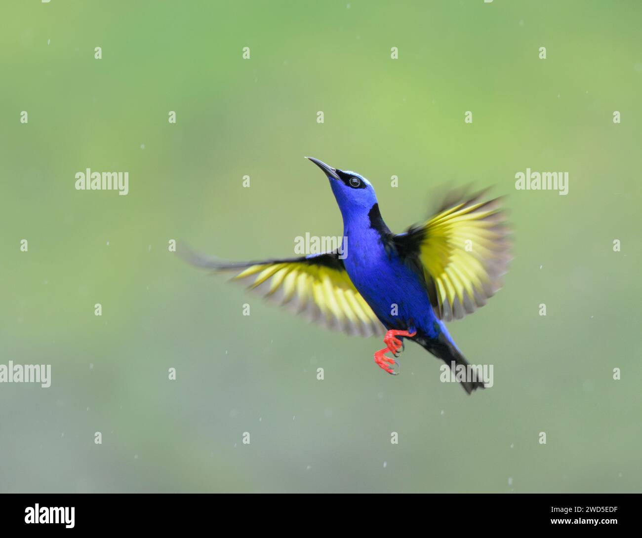 Little costa rican bird hi-res stock photography and images - Alamy