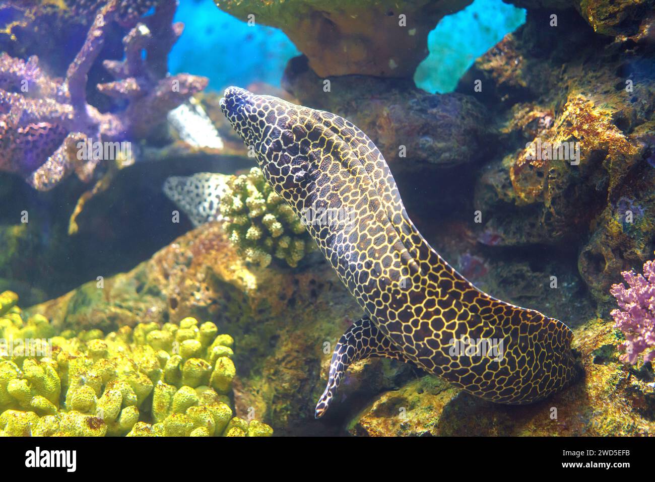 Reticulated moray eels gracefully gliding through the sea. This ...