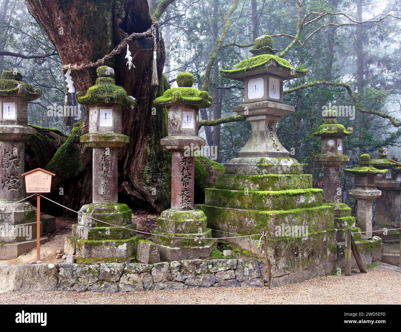 Moss covered Stone Lanterns at Kasuga Taisha or Kasuga Grand Shrine in ...