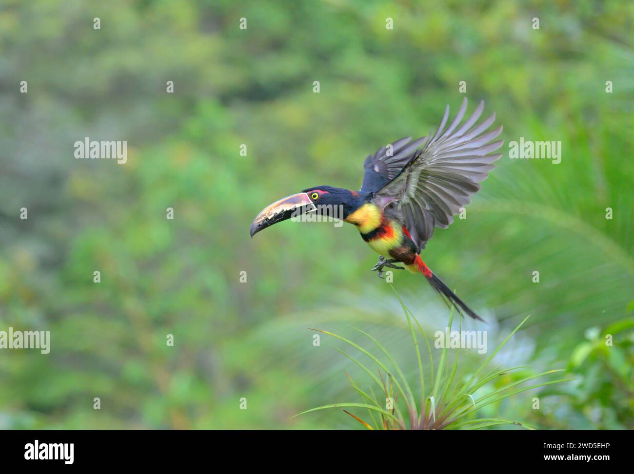 Collared Aracari (Pteroglossus torquatus) flying, Laguna del Lagarto ...