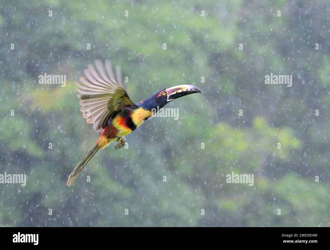Collared Aracari (Pteroglossus torquatus) flying under rain, Laguna del ...
