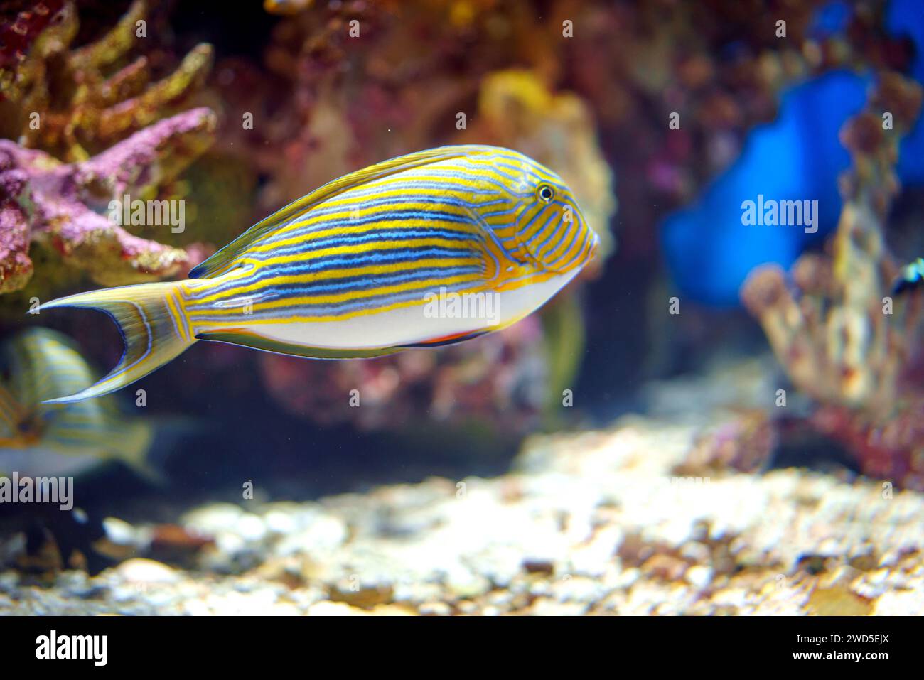 Lined surgeonfish Acanthurus lineatus gracefully navigating their ...