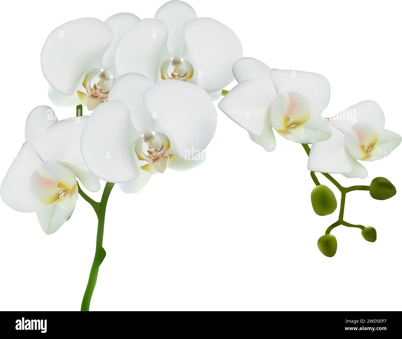 realistic vector icon. White orchid flower branch. Isolated on white ...