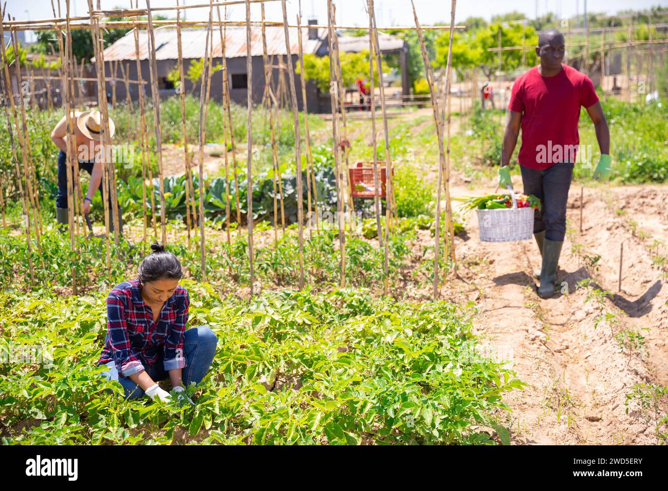 Teamwork on collecting harmful insects from potato sprouts on field ...