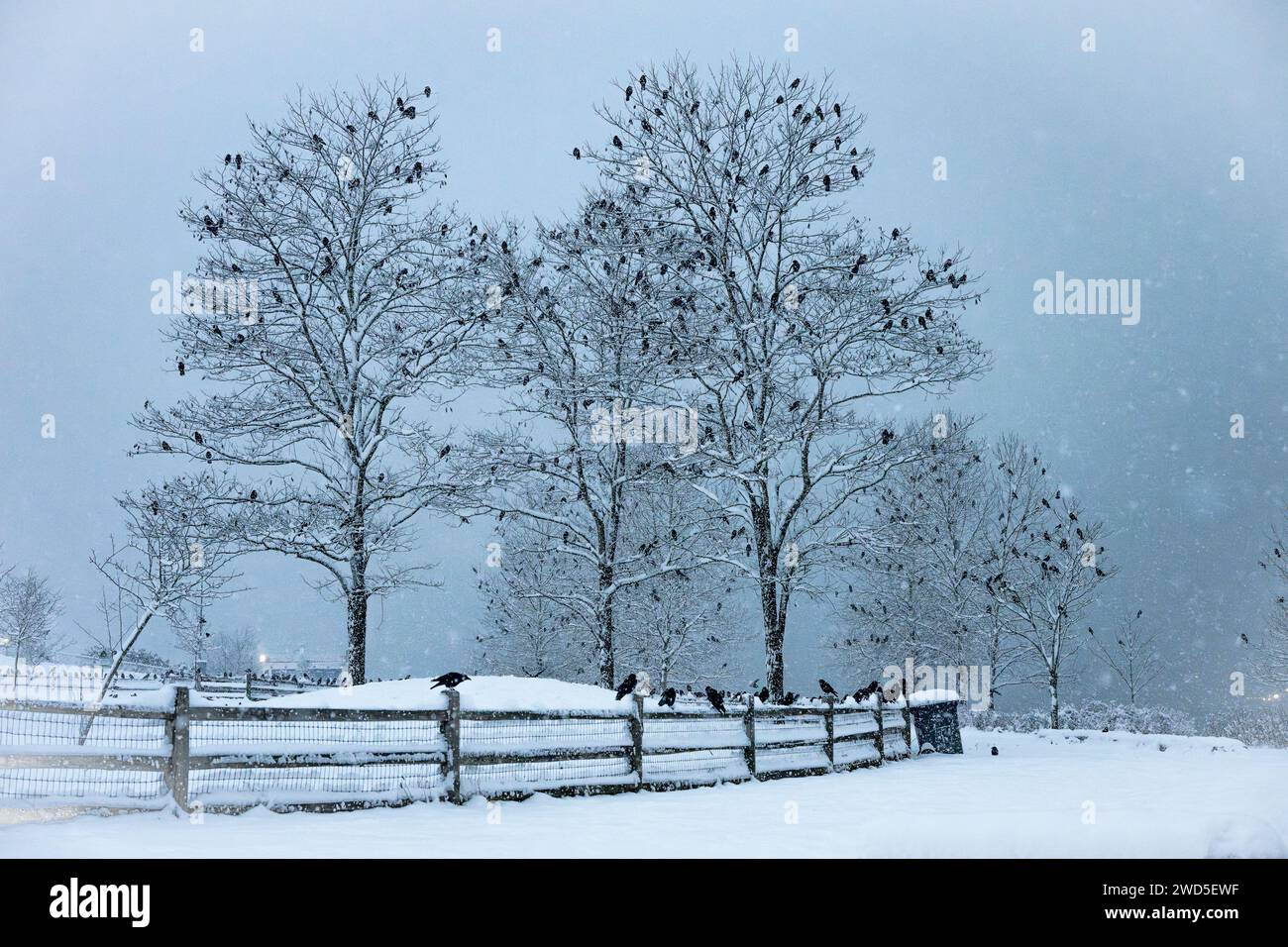 Crows, roosting, winter, New Brighton Park, Vancouver, British Columbia ...