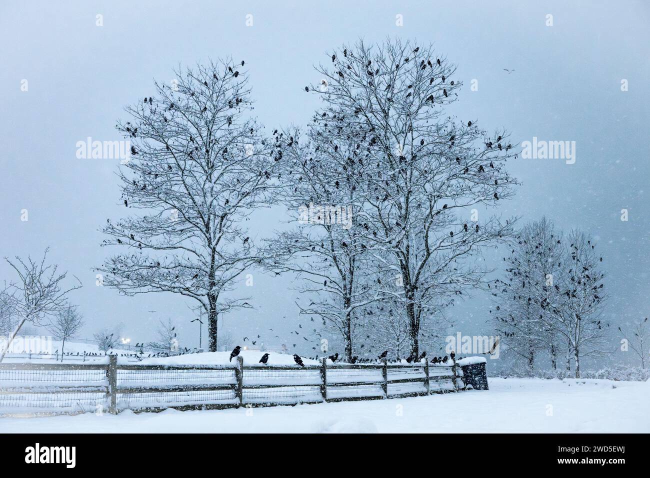 Crows, roosting, winter, New Brighton Park, Vancouver, British Columbia ...
