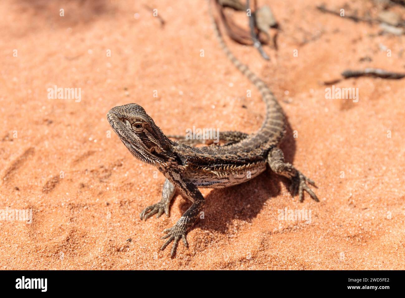 Central bearded dragon (Pogona vitticeps) on red Mallee sand Stock ...