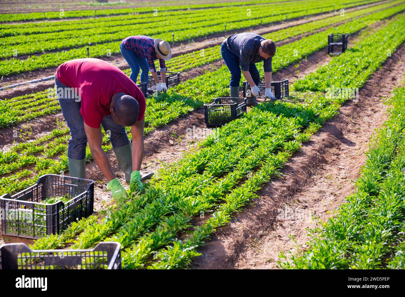 Farm workers cutting leaves of arugula on farm field Stock Photo - Alamy
