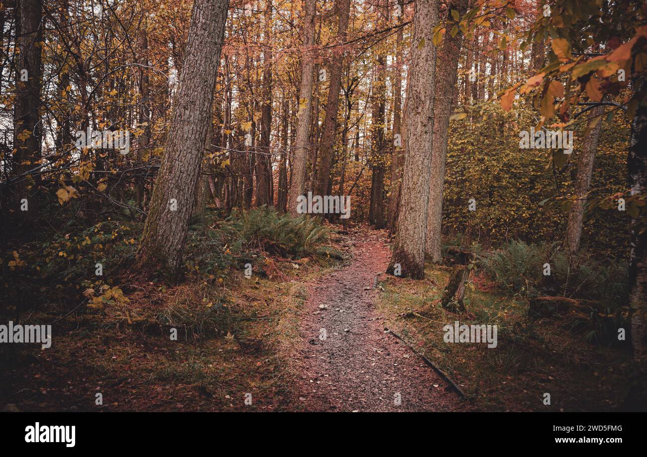trees on the woodland tor nature trail within calderglen country park ...