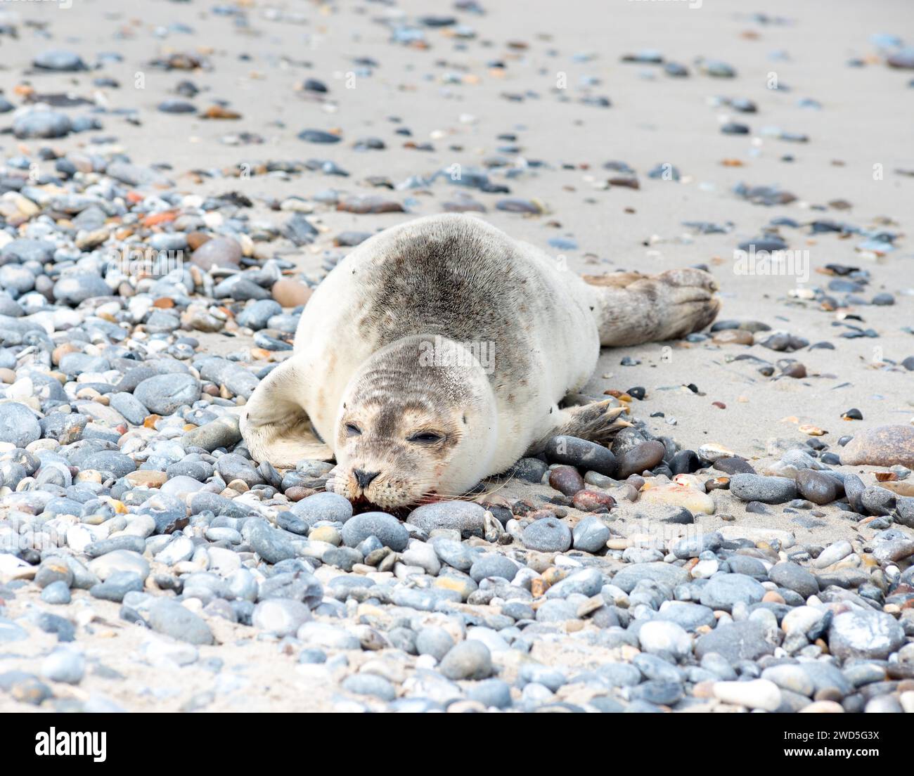 Sick, young harbour seal (Phoca vitulina vitulina) lying exhausted on ...