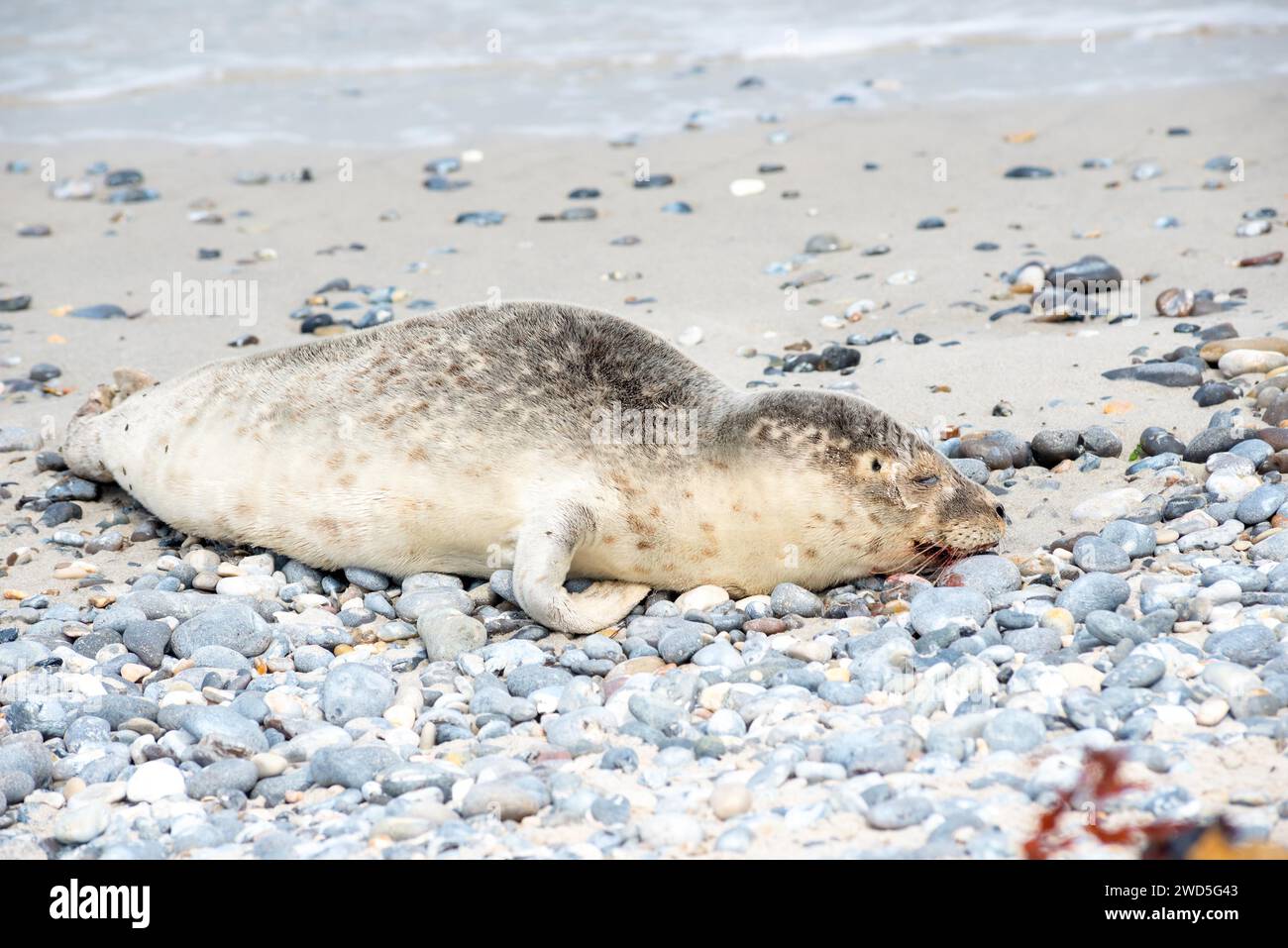 Sick, young harbour seal (Phoca vitulina vitulina) lying exhausted on a ...