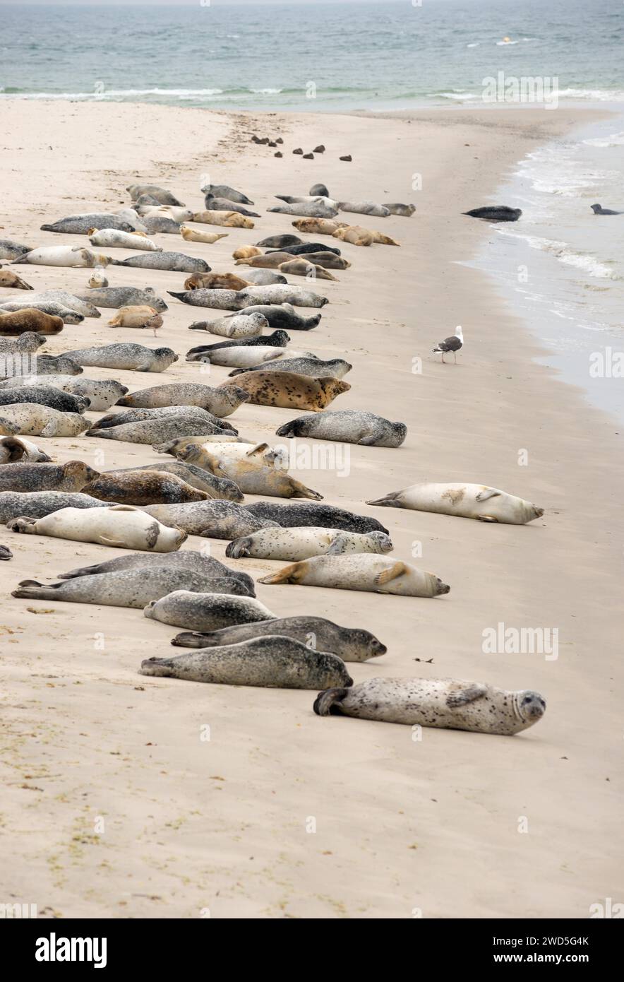 Gull grey seal hi-res stock photography and images - Alamy