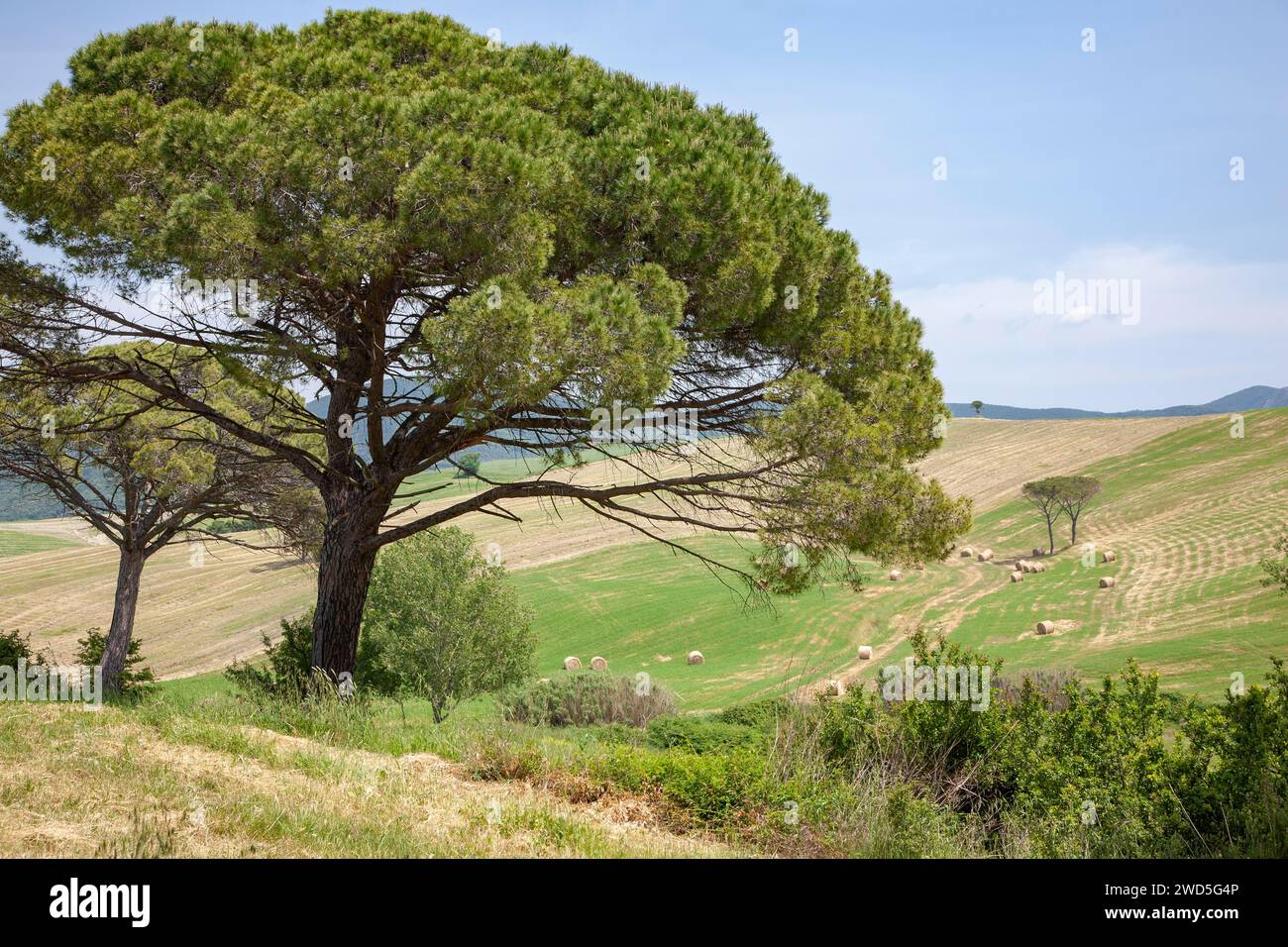 Italy pinus pinea landscape hi-res stock photography and images - Alamy