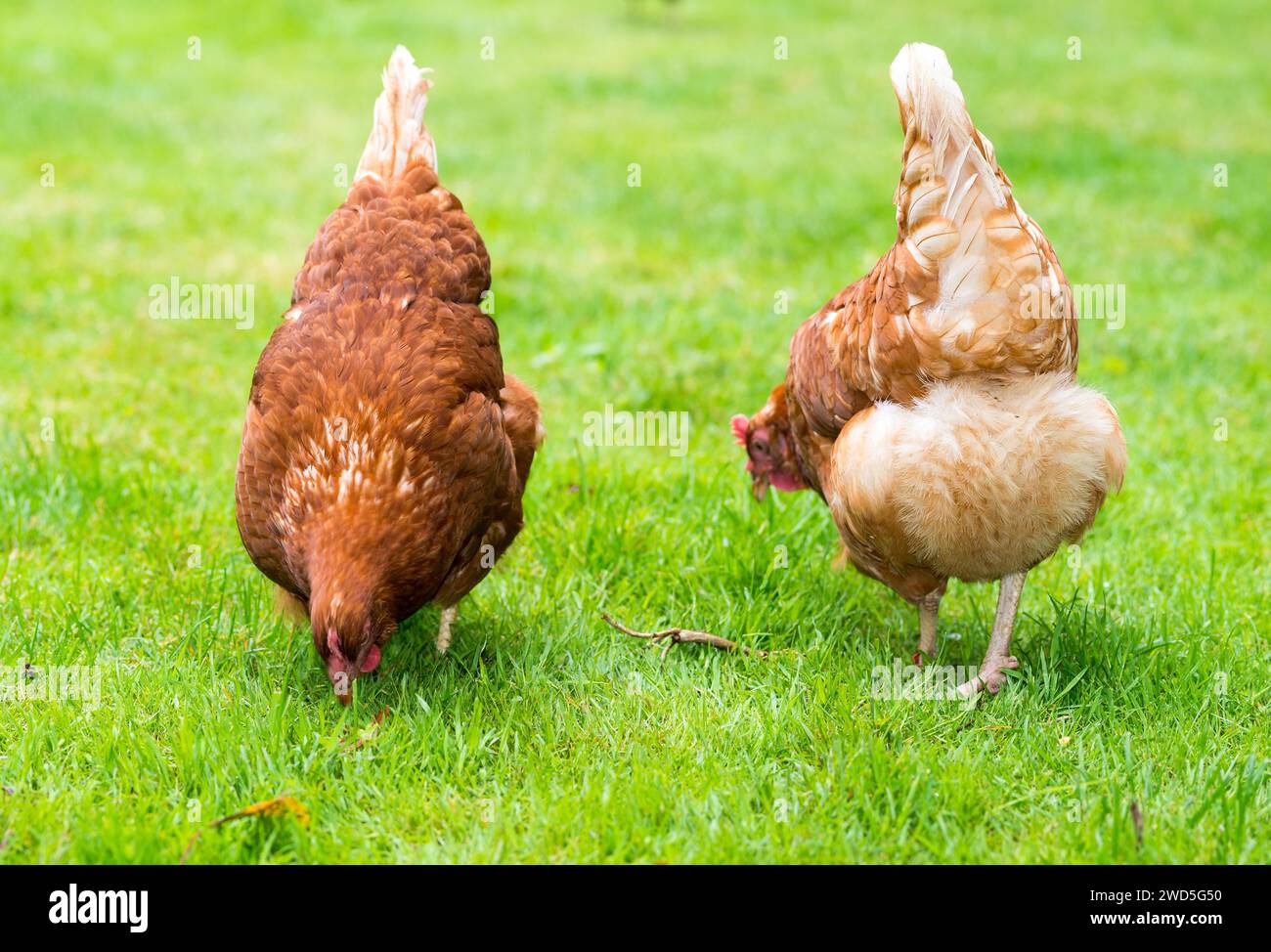 Brown hybrid hens (Gallus gallus domesticus) running in a meadow, two ...