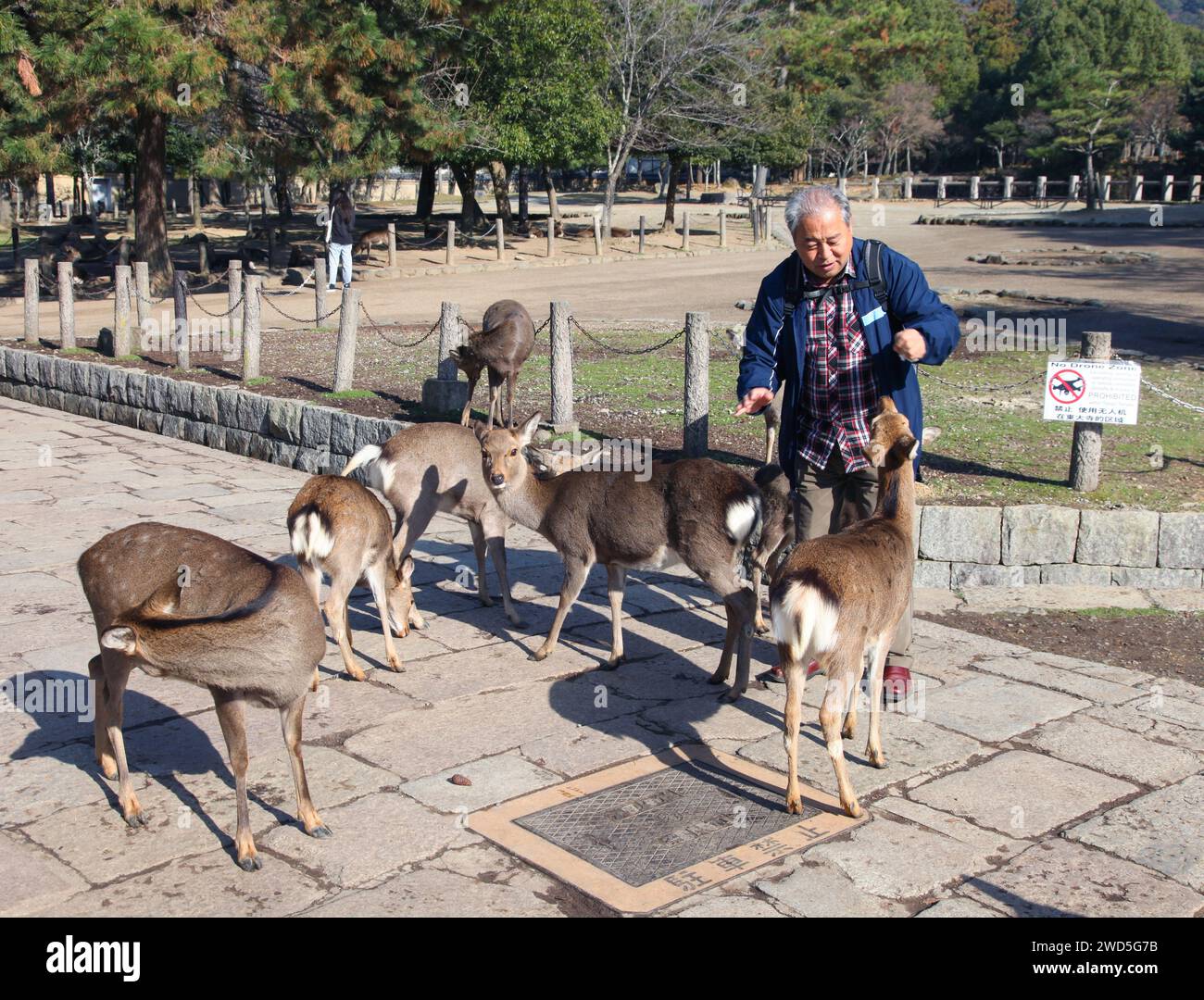 Deer in Nara Park, Nara City, Japan Stock Photo - Alamy