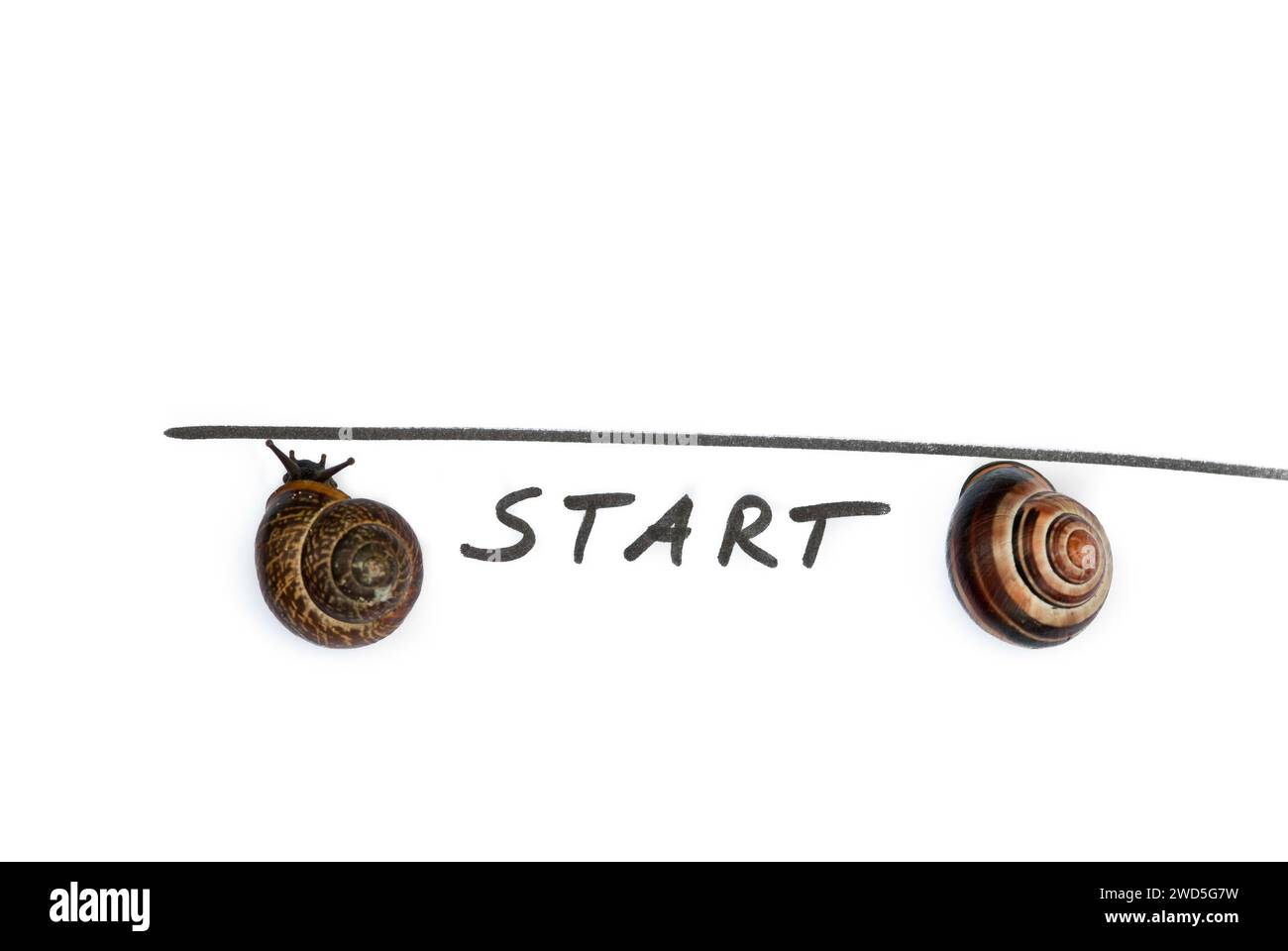 Two hesitant white-lipped snails (Cepaea hortensis) at the start ...