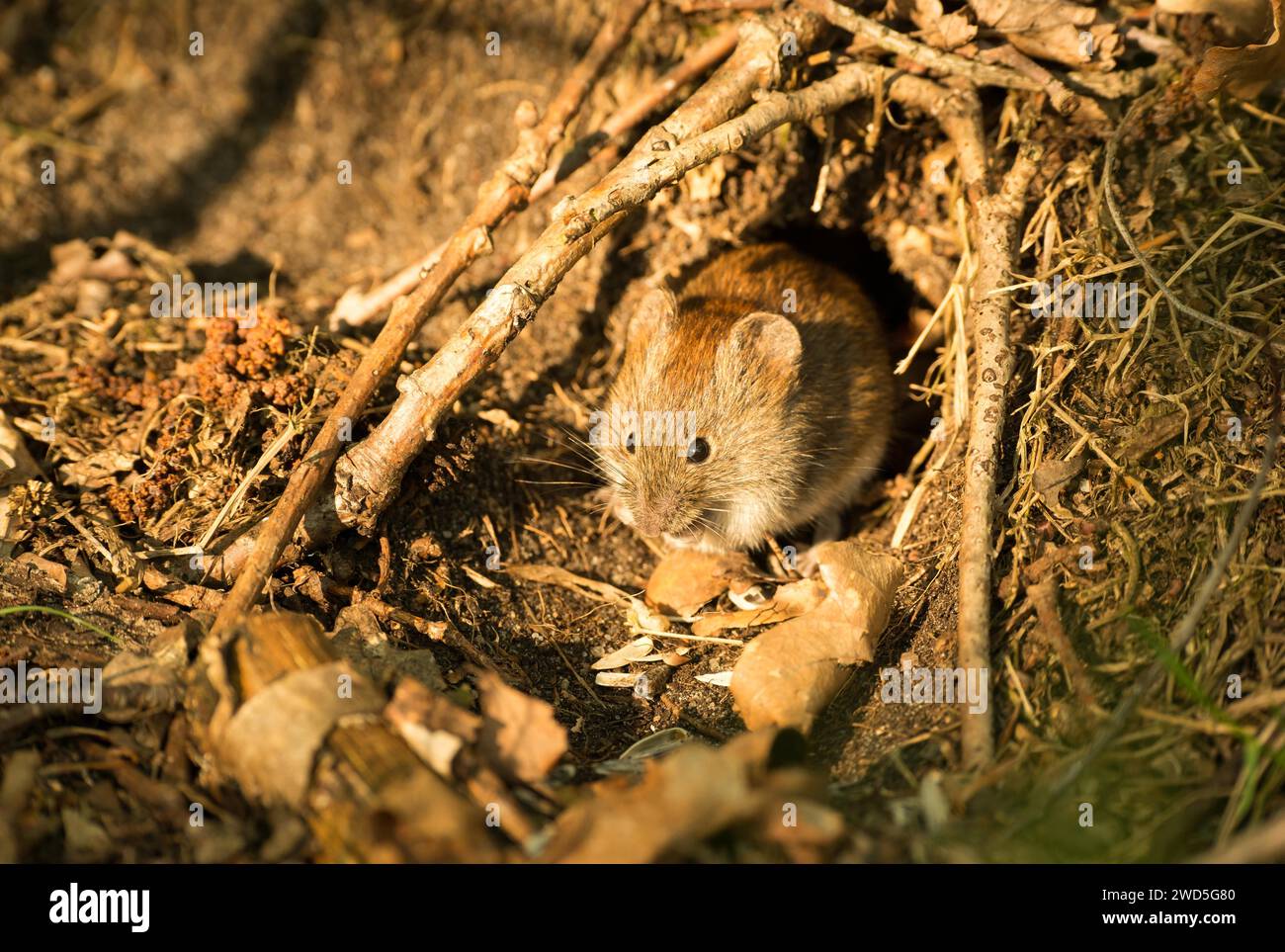 Red-backed vole (Myodes glareolus) (Syn.: Clethrionomys glareolus) or ...