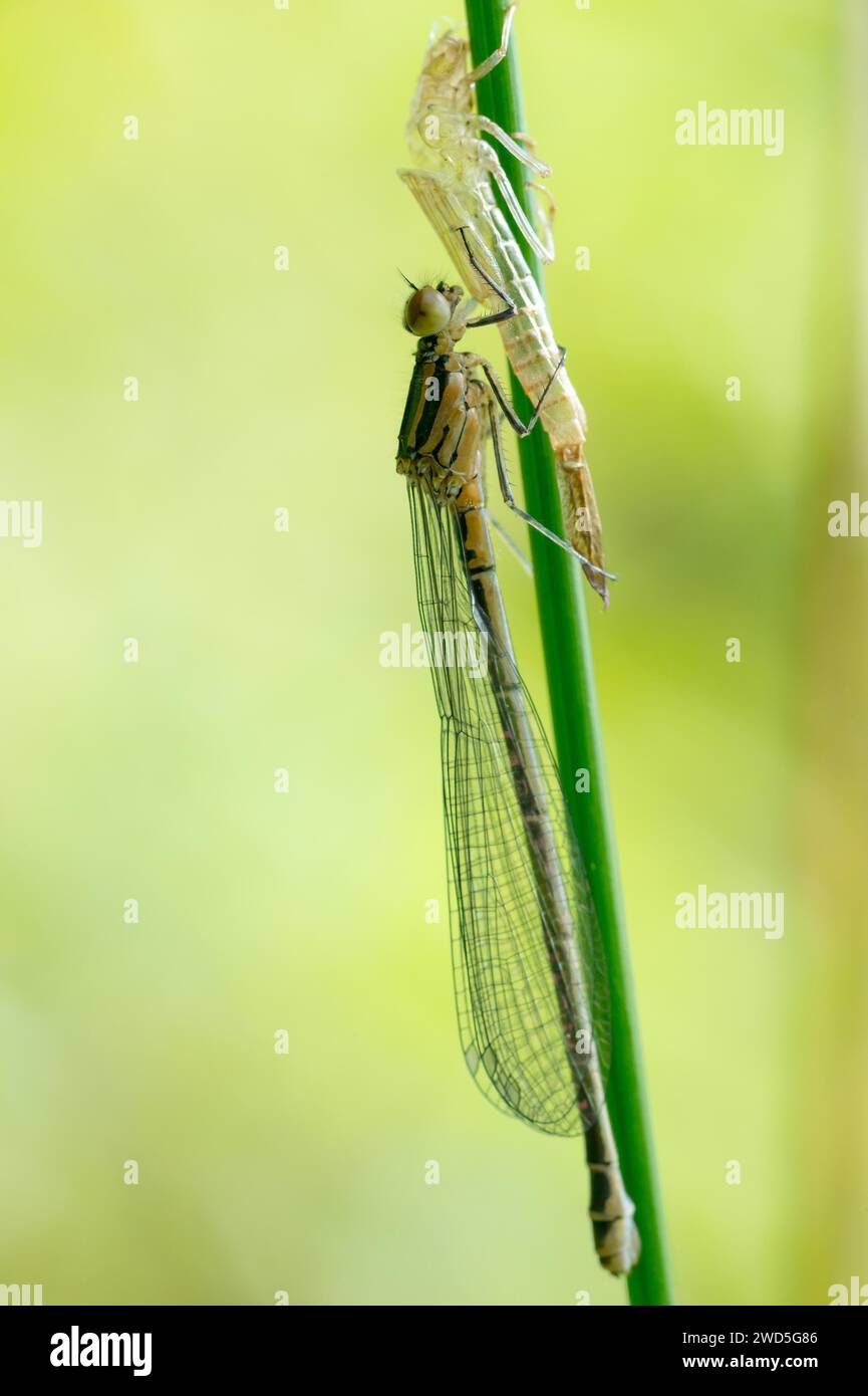 Azure damselfly (Coenagrion puella), newly hatched female, adult ...