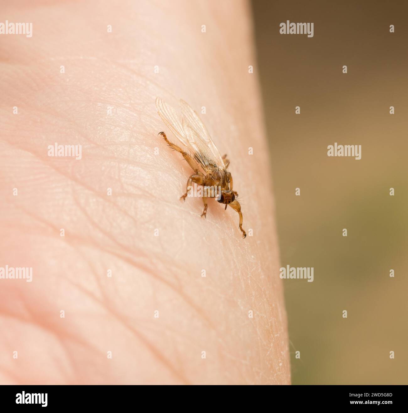 Human pathogen hi-res stock photography and images - Alamy