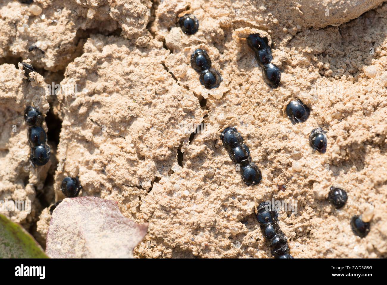 Spawn pit hi-res stock photography and images - Alamy