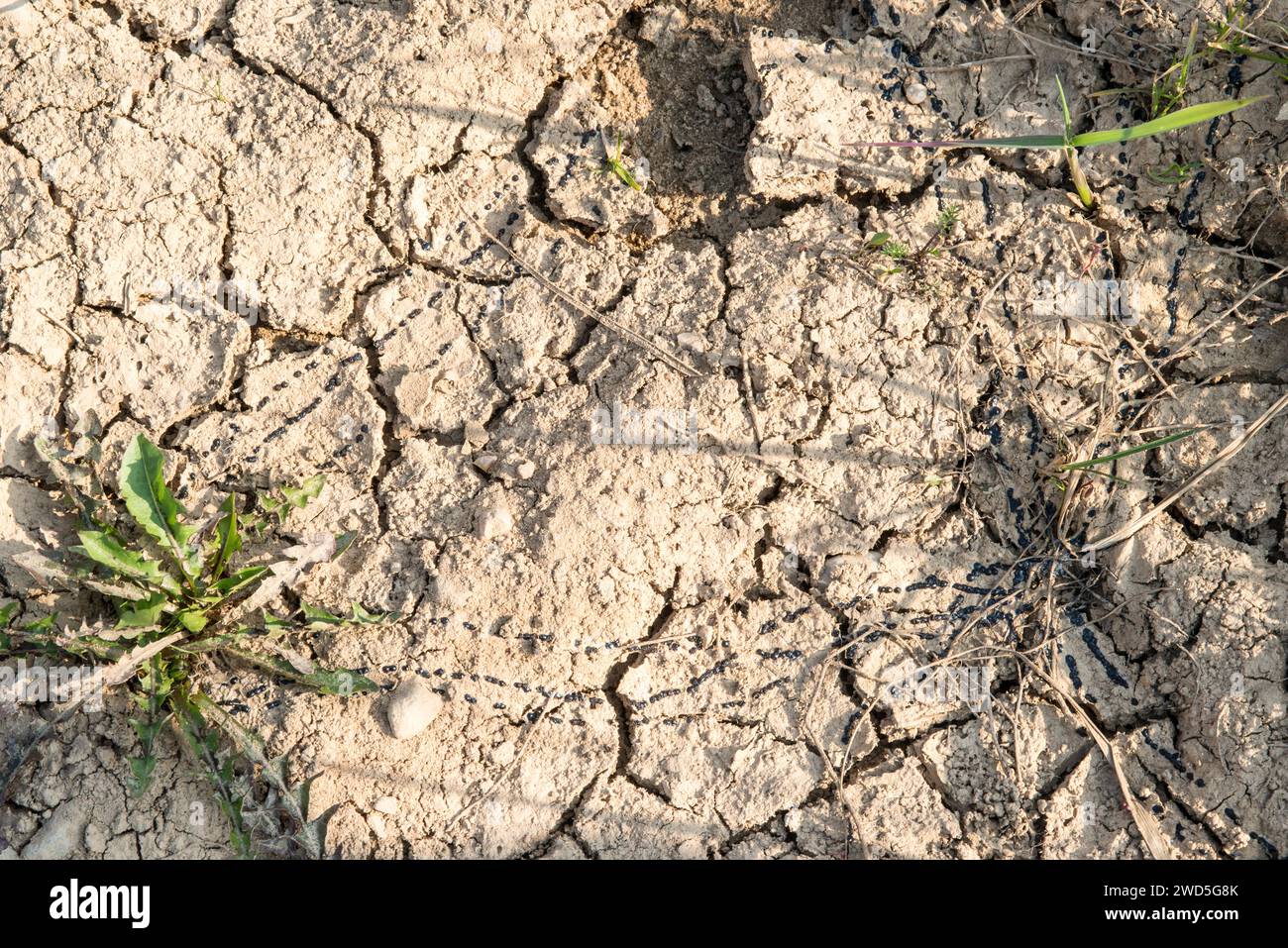 Dry spawn of the natterjack toad (Epidalea calamita) (syn. Bufo ...
