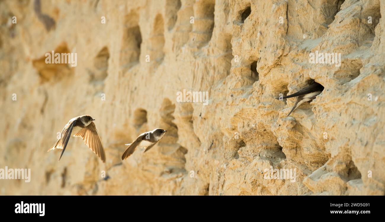Three sand martins, nominate form, (Riparia riparia riparia) flying and ...