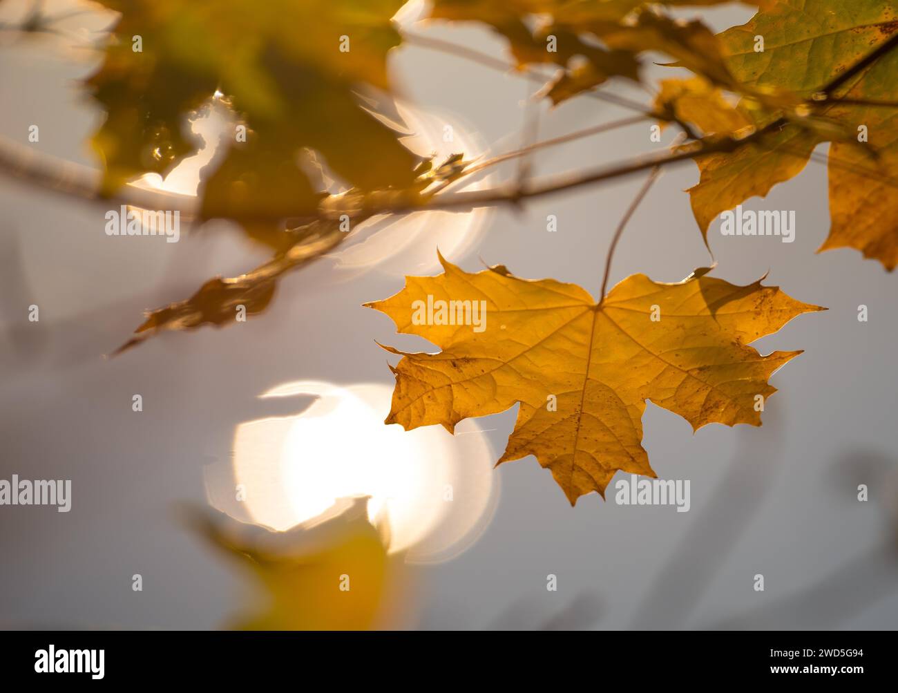 Norway maple (Acer platanoides), autumnal coloured leaves over a water ...