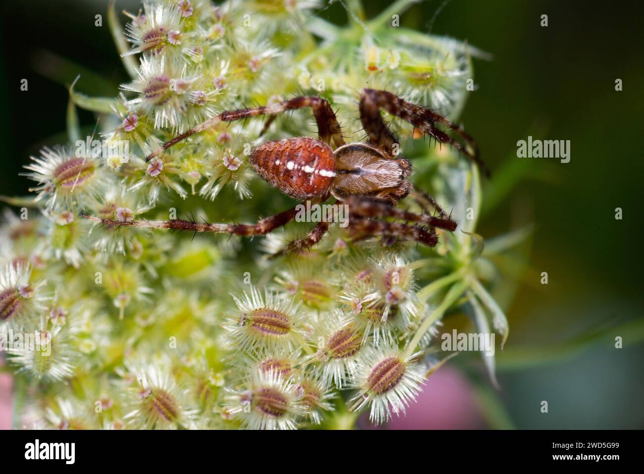 European garden spider (Araneus diadematus) crouching on fruit stand ...