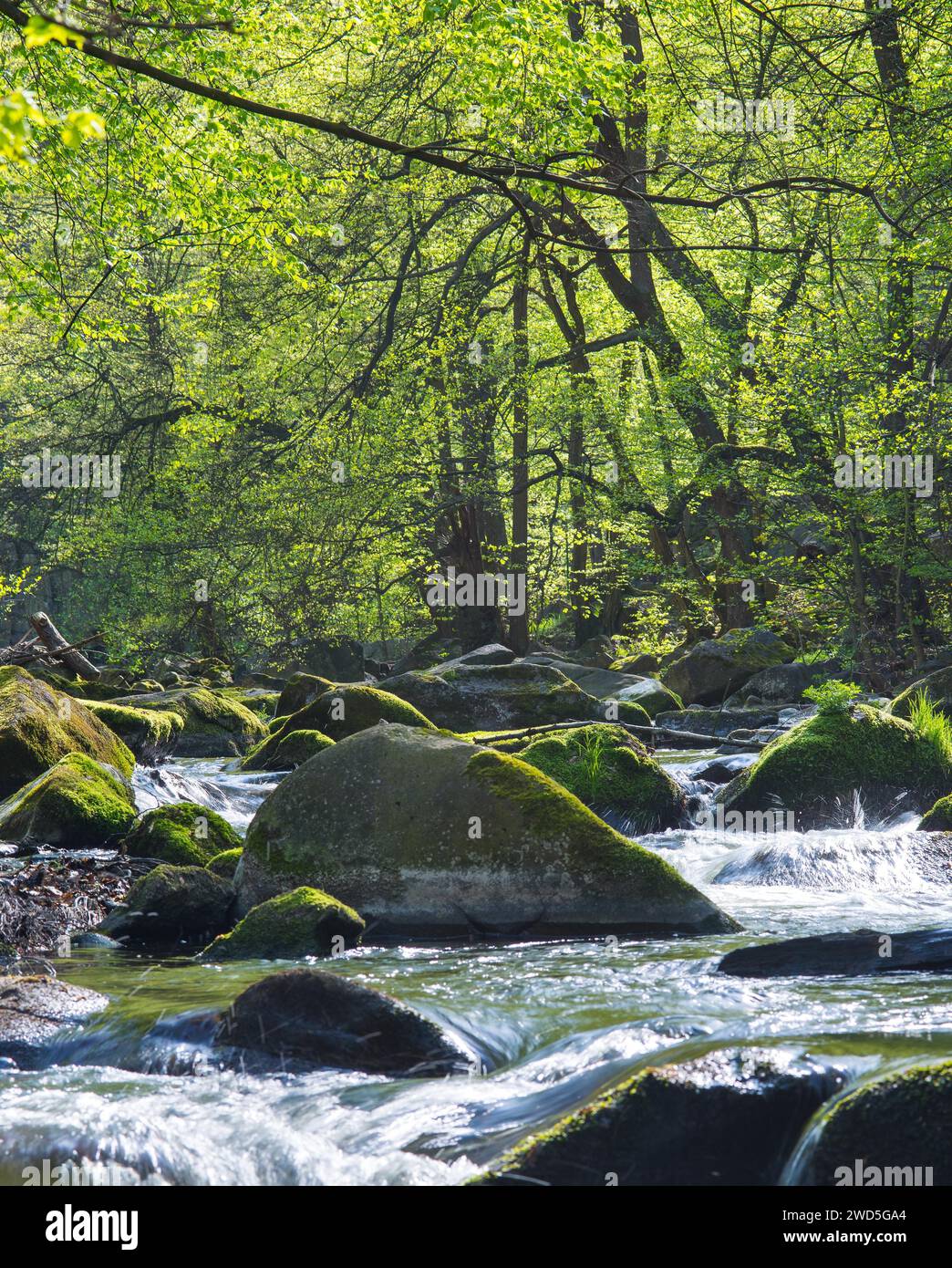 A clear forest river with lush green foliage and sunlight shining ...